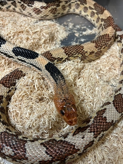 Mexican Pine Snake Adult Female by La Habra Exotics Online