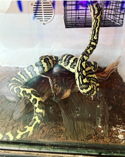 Pure Jungle Carpet Python by La Habra Exotics Online