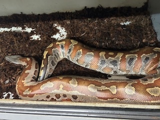 Bangka Blood Adult Male Blood Python by La Habra Exotics Online