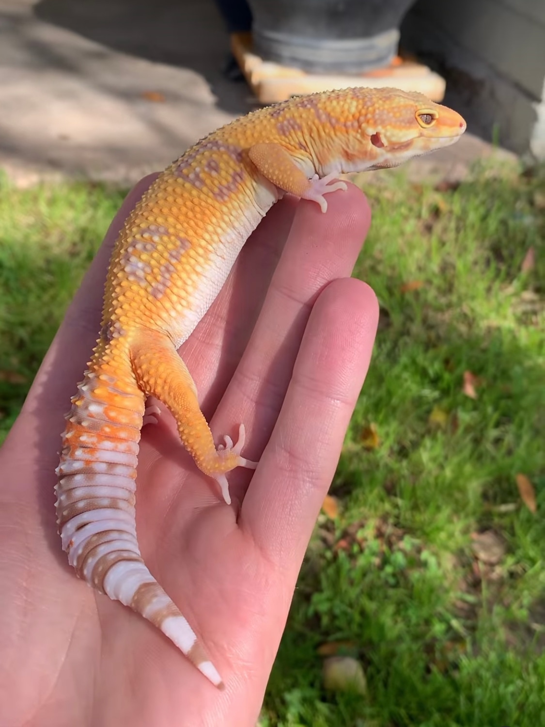 Magma Tangerine Rainwater Albino Leopard Gecko by Gondola Geckos ...