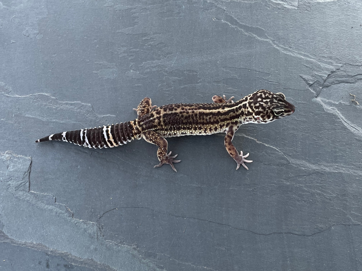 Black Night Leopard Gecko by Gondola Geckos - MorphMarket