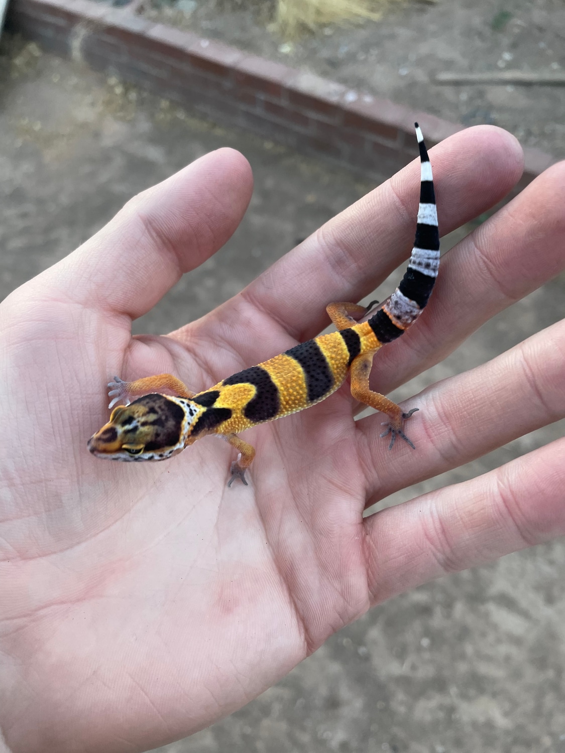 Het Cipher Purple Head Cross Firebold Cross Leopard Gecko by Gondola ...