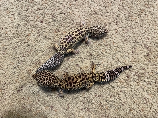 1.1 Wild Type, Het Free Leopard Gecko by Gondola Geckos