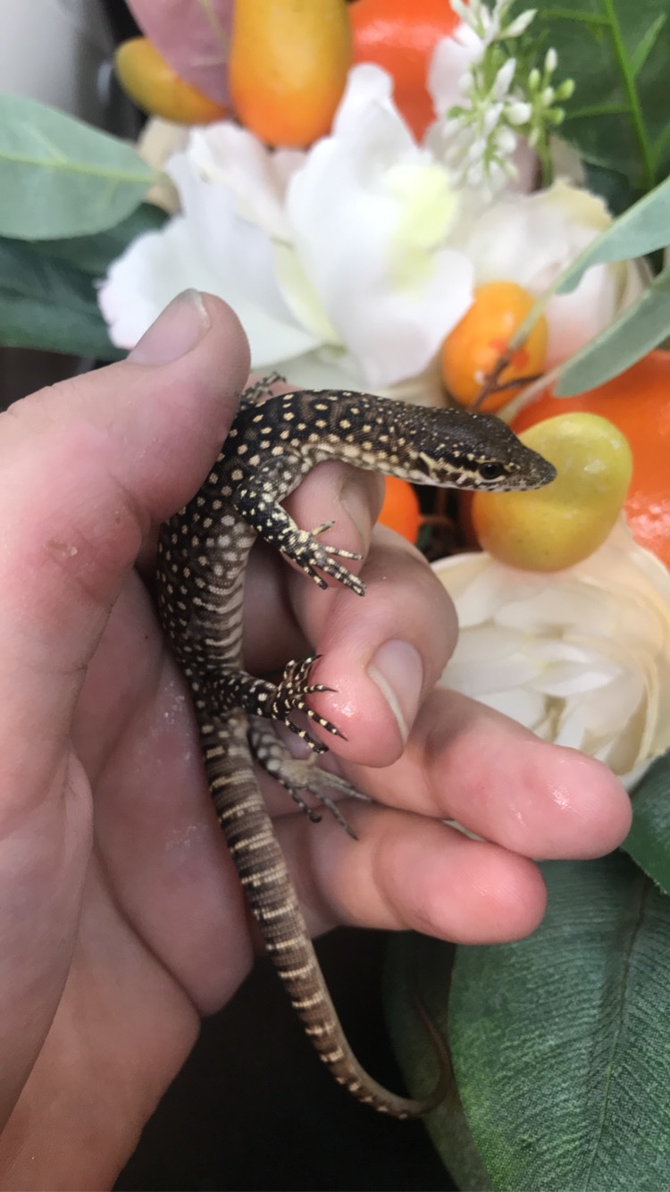 Captive Bred Timor Monitor Other Monitor by Lia Reptilia - MorphMarket