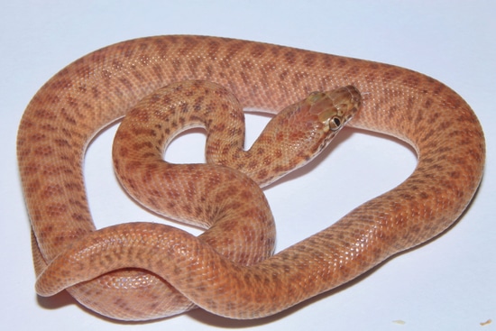 1.1 Visible T+ Albino Children's Pythons by Steve Bostwick Reptiles