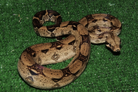 Het Sharp Albino Boa Constrictor by Steve Bostwick Reptiles
