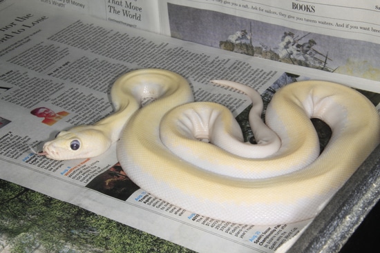 Ivory Het Albino Burmese Python by Steve Bostwick Reptiles