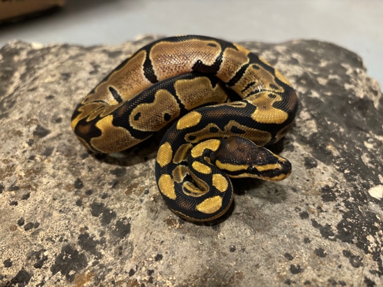 Russo Ball Python by Steve Bostwick Reptiles