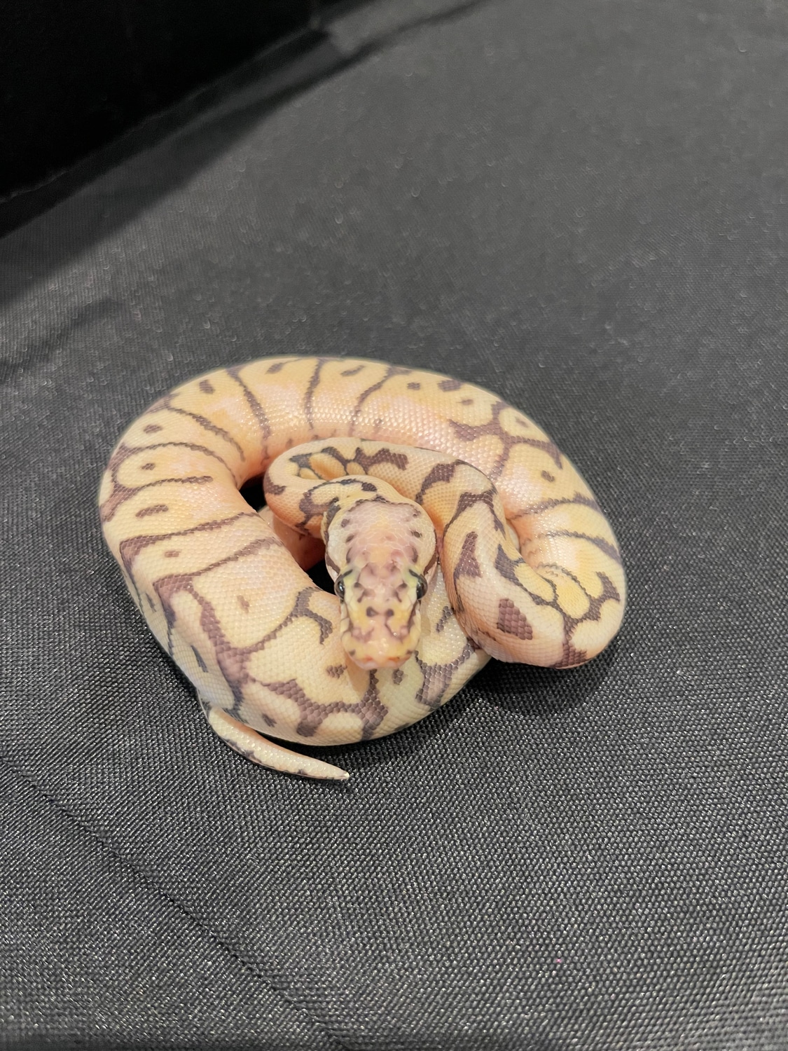 Super Pastel Spider Calico Ball Python by Wicked Creations - MorphMarket