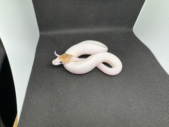 Spied Ball Python by Wicked Creations