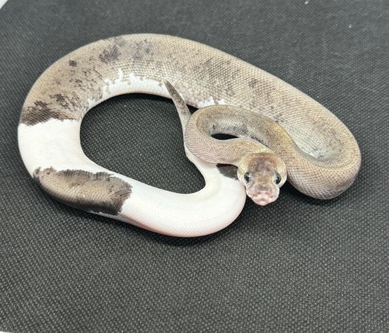 Urban Camo Ball Python by Wicked Creations