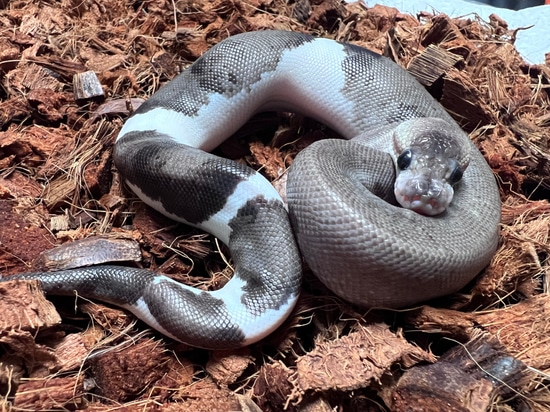 Urban Camo Ball Python by Wicked Creations