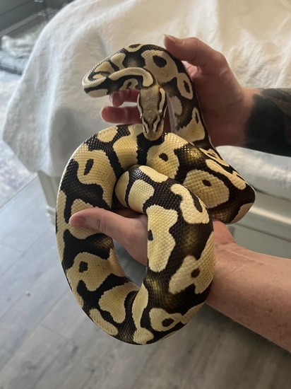 Pastel Desert Ghost Ball Python by April’s Python Palace