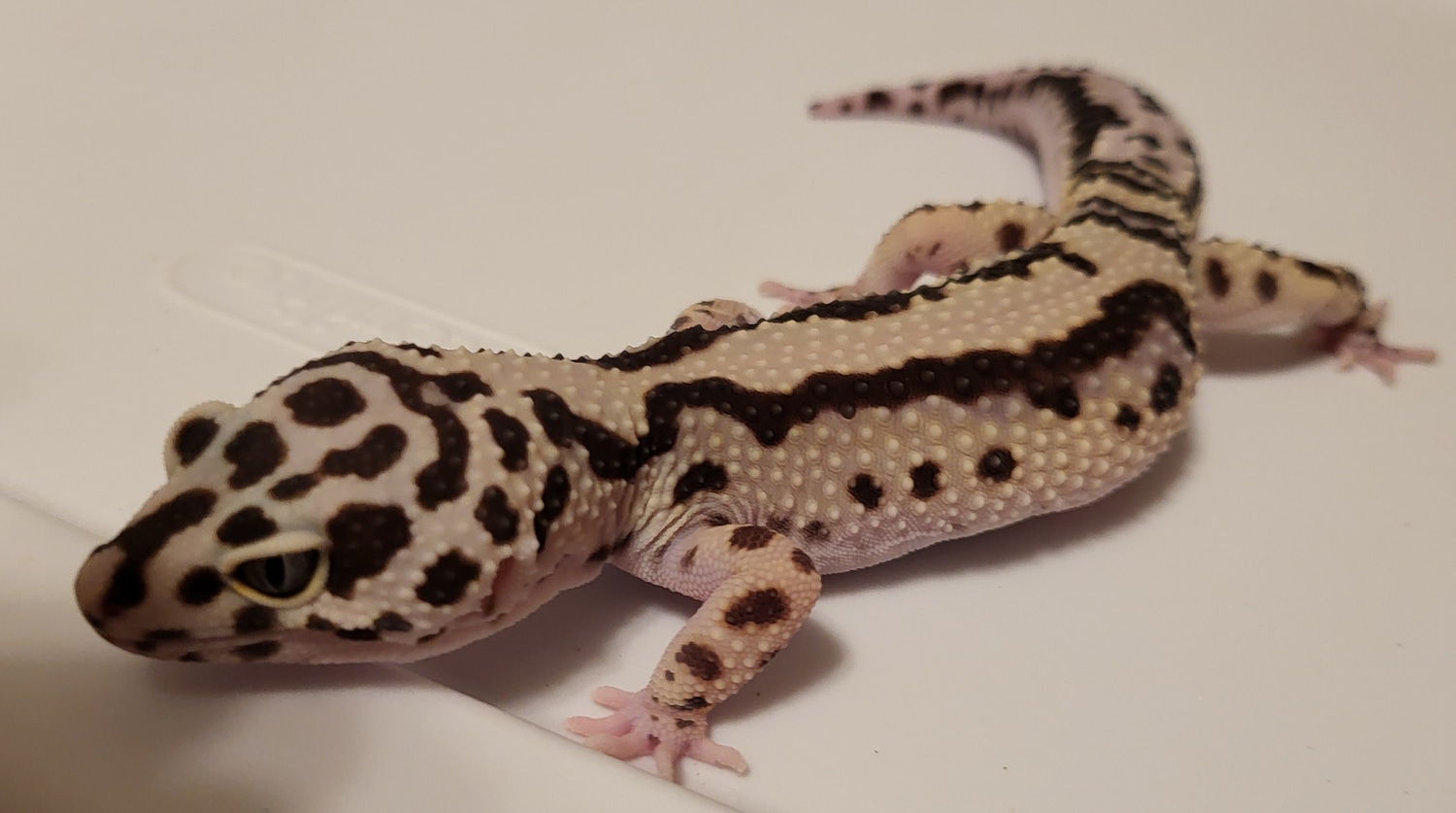Bandit Bold Stripe Leopard Gecko by Liberty Geks - MorphMarket