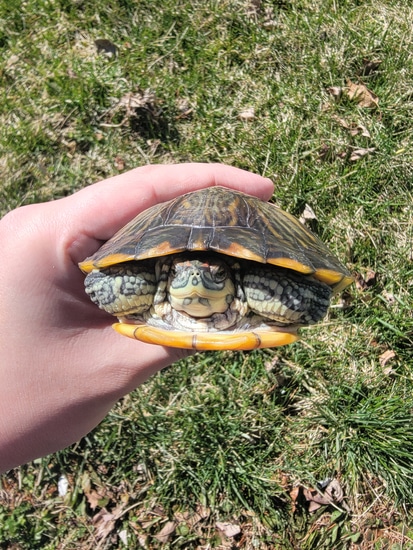 Pastel RES Slider Turtle by Morph Shell Exotics