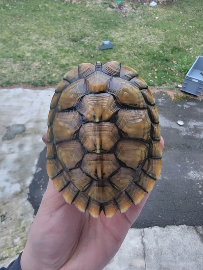 Male Mitch Clown Ready To Breed Slider Turtle by Morph Shell Exotics