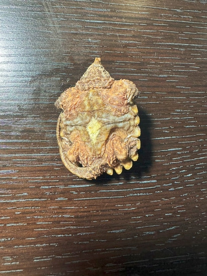 Hypo Alligator Snapping Turtle by Morph Shell Exotics