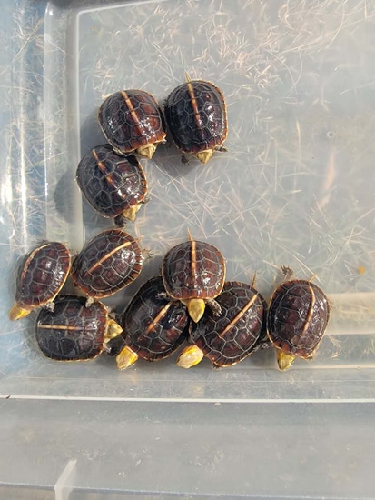 Chinese Box Turtle by Morph Shell Exotics