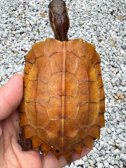 Beautiful Adult Female Spengleri More Turtle by Morph Shell Exotics