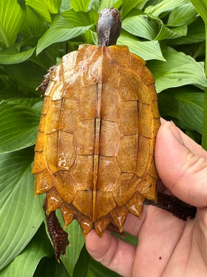 Proven Adult Female Geoemyda Spengleri More Turtle by Morph Shell Exotics