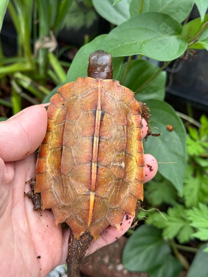 Geoemyda Spengleri More Turtle by Morph Shell Exotics