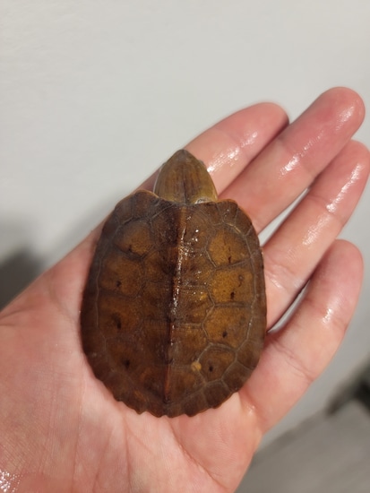 Platysternon Megacephalum More Turtle by Morph Shell Exotics