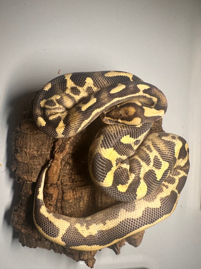 Leopard Freeway Ball Python by Lick and Stick Exotics