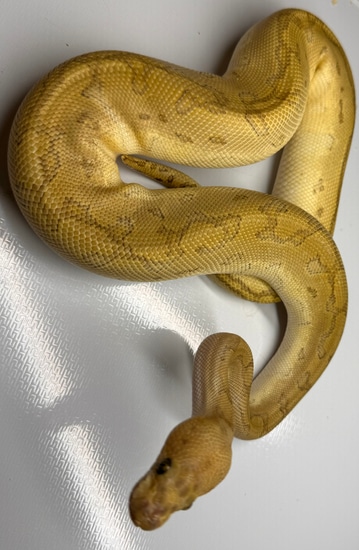 Kingpin Clown Ball Python by Lick and Stick Exotics