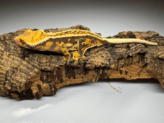 Tricolor Crested Gecko by Lick and Stick Exotics