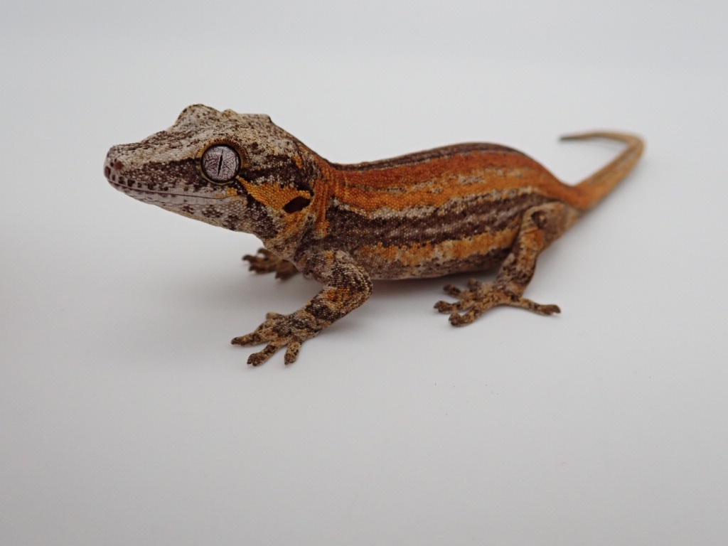 Orange Super Stripe Female Gargoyle Gecko by Lick Your Eyeballs ...