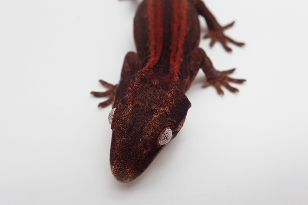 Neon Red Super Stripe Possible Female Gargoyle Gecko by Lick Your ...