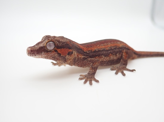 "Amber" Red Super Stripe - Unsexed Gargoyle Gecko by Lick Your Eyeballs