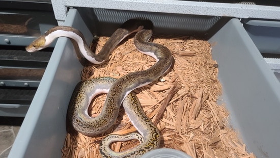 Pied Tiger 50% Het Albino Reticulated Python by Pacific Pythons