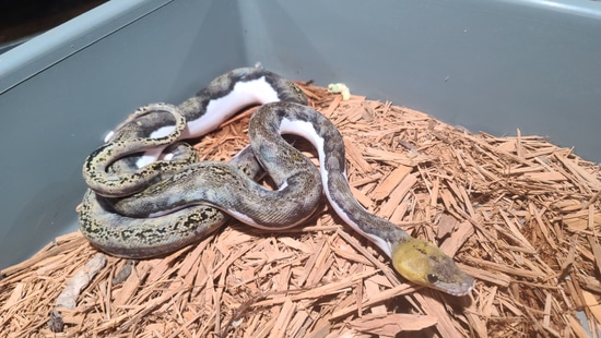 Pied Tiger 50% Het Albino Reticulated Python by Pacific Pythons