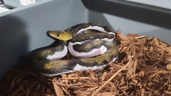Pied Tiger 50% Het Albino Reticulated Python by Pacific Pythons