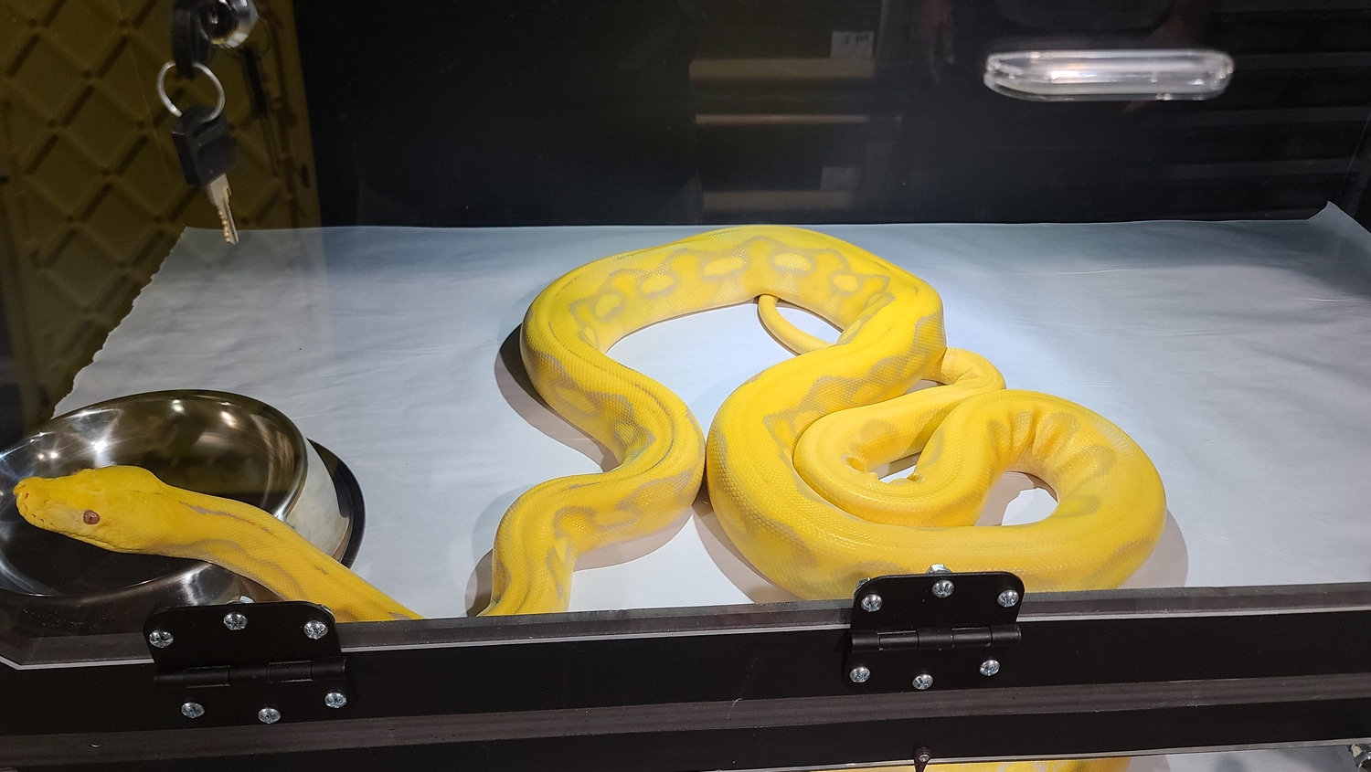 Purple Super Sunfire Tiger Reticulated Python by Pacific Pythons ...