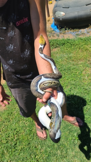 Pied Tiger 50% Het Albino Reticulated Python by Pacific Pythons