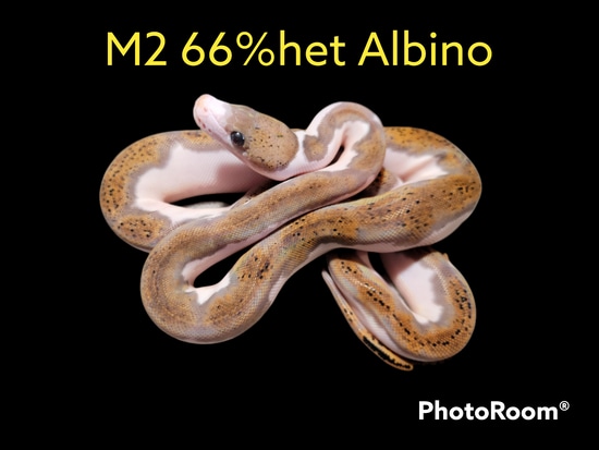 Pied 66% Het Albino Reticulated Python by Pacific Pythons