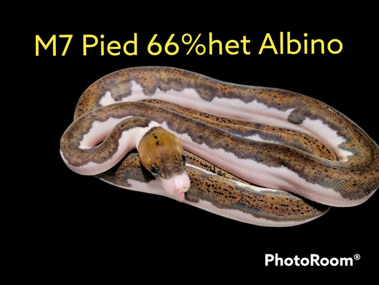 Pied 66% Het Albino Reticulated Python by Pacific Pythons