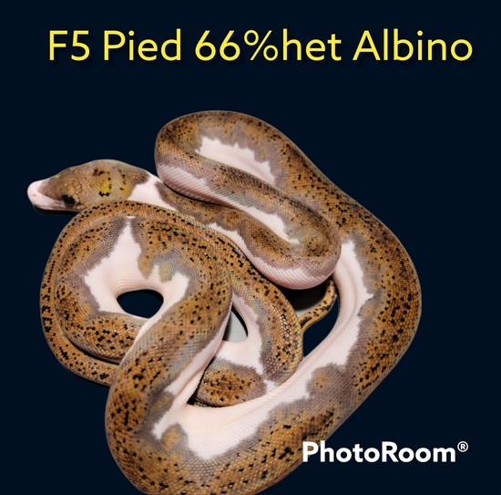 Pied 66% Het Albino Reticulated Python by Pacific Pythons