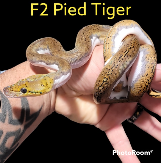 Pied Tiger 50% Het Albino Reticulated Python by Pacific Pythons