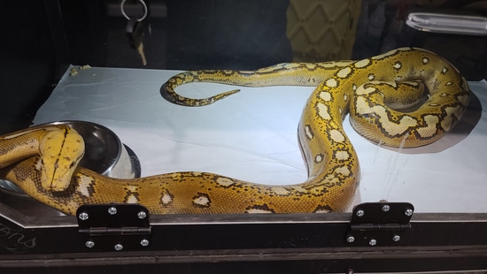 Proven Breeder Orange Ghost Stripe Male Reticulated Python by Pacific ...
