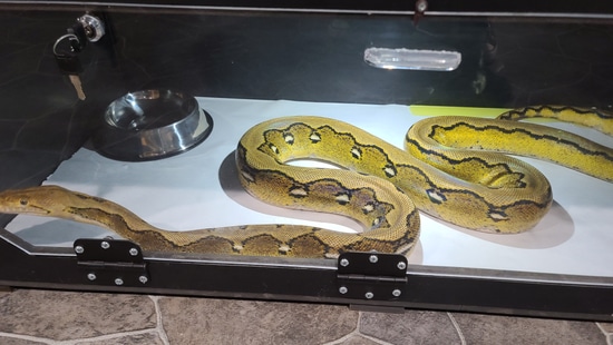 Platinum Sun Het Titanium Proven Breeder Reticulated Python by Pacific ...