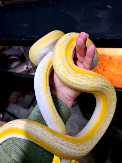 Lavender Albino Marble Motley Reticulated Python by Pacific Pythons