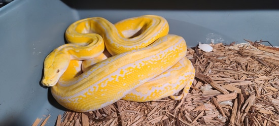 Lavender Albino Marble Tiger Reticulated Python by Pacific Pythons