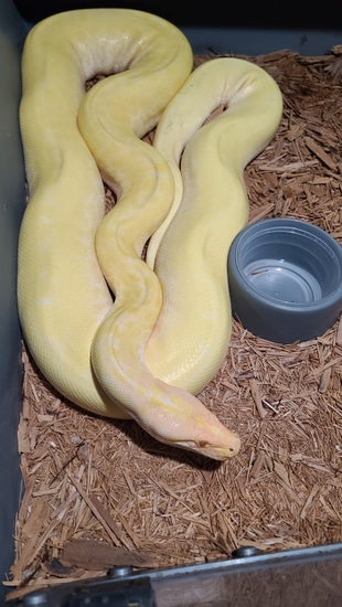 Proven Pearl Granite Male Burmese Python by Pacific Pythons