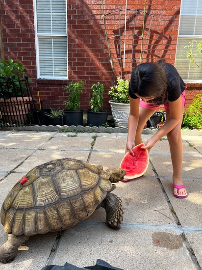 100lb Male Sulcata Sulcata Tortoise by LifeOfShiv Reptiles & Exotics
