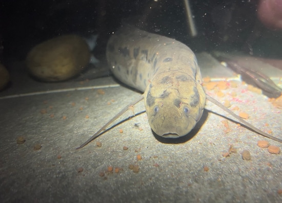 African Lungfish Other Freshwater Fish by LifeOfShiv Reptiles & Exotics