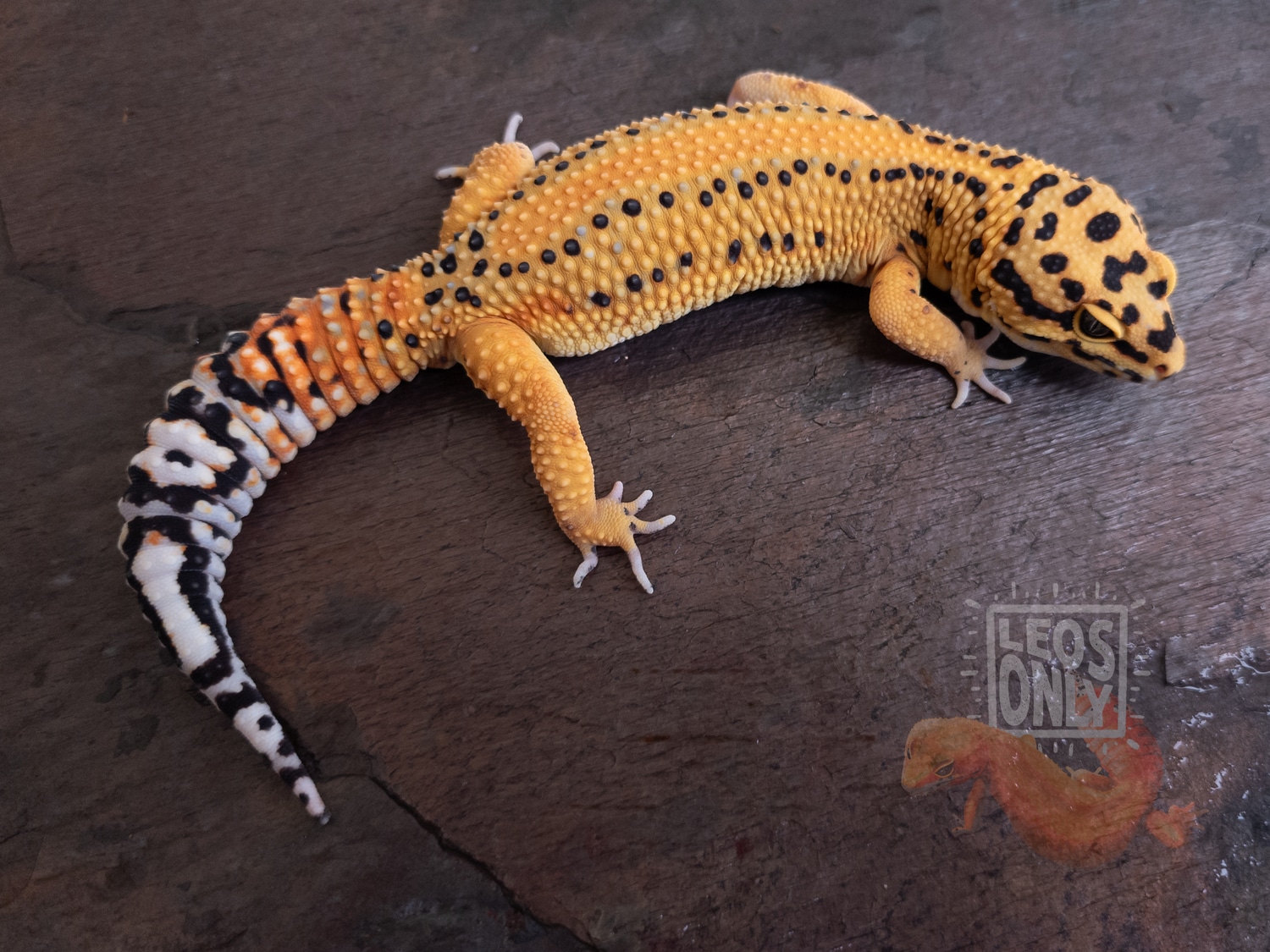 Firebold Leopard Gecko by Leos Only - MorphMarket