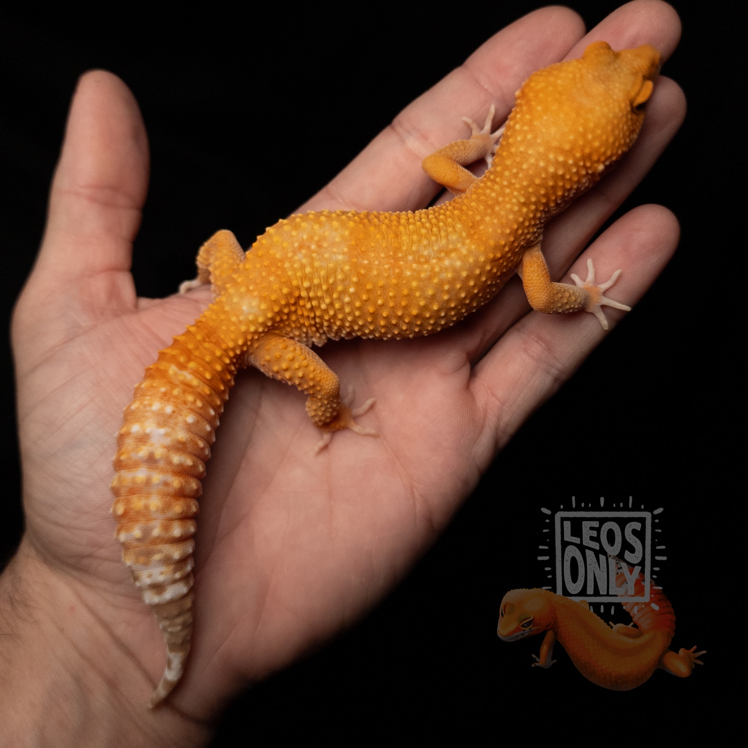 Tremper Sunglow Leopard Gecko by Leos Only - MorphMarket
